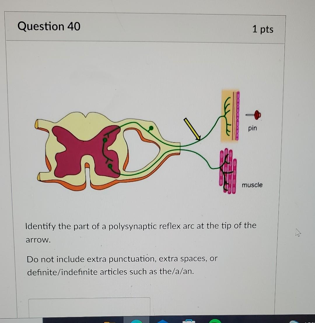 Solved Question 31 1 pts B D Which structure contains | Chegg.com