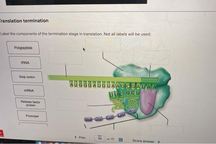 Solved Translation termination Label the components of the | Chegg.com