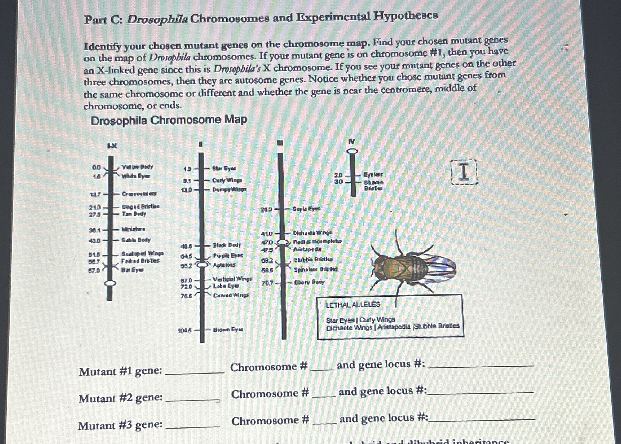 Solved Part C: Drosophila Chromosomes and Experimental | Chegg.com