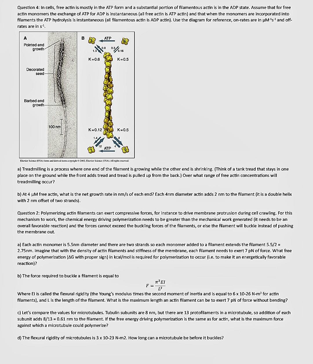 Solved Question 4: In cells, free actin is mostly in the ATP | Chegg.com