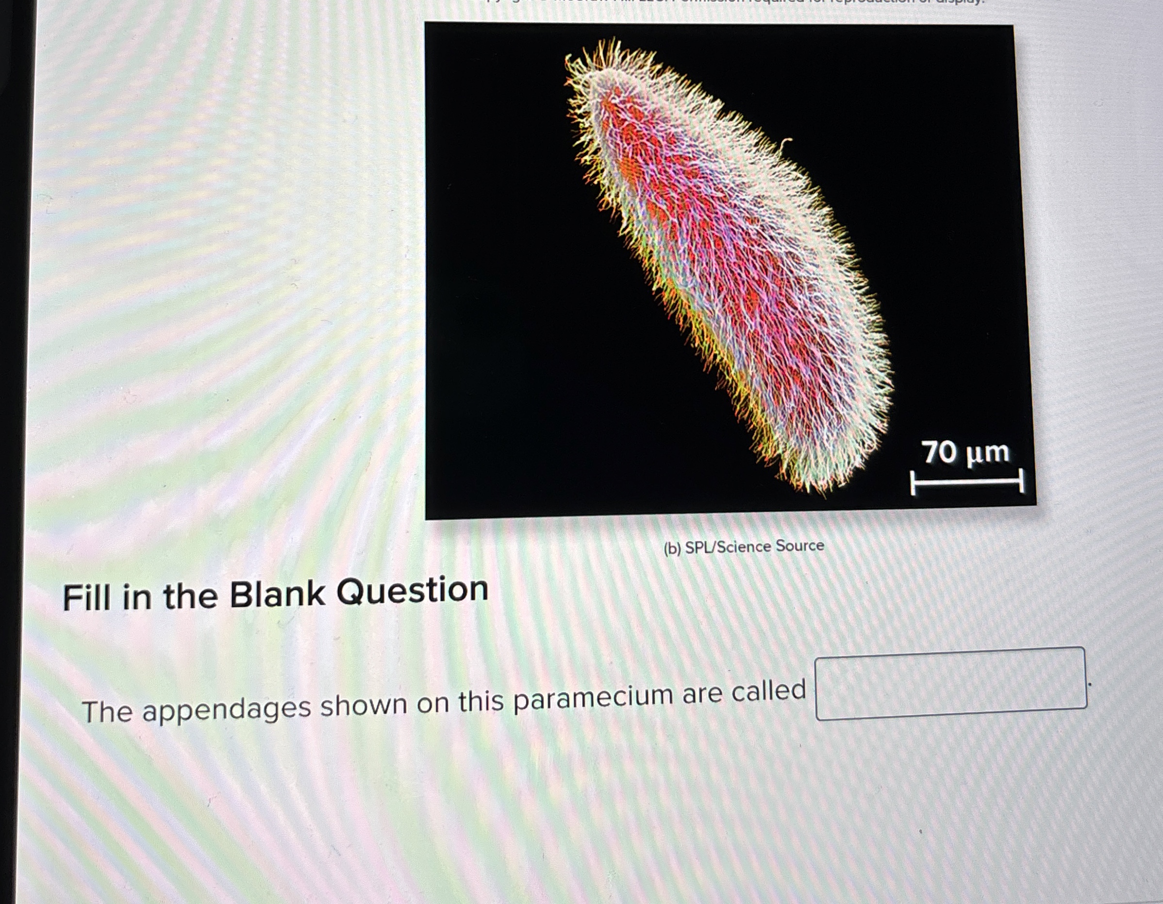 Solved Fill in the Blank QuestionThe appendages shown on | Chegg.com