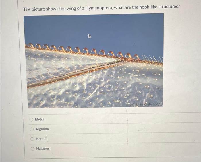Solved The picture shows the wing of a Hymenoptera, what are | Chegg.com