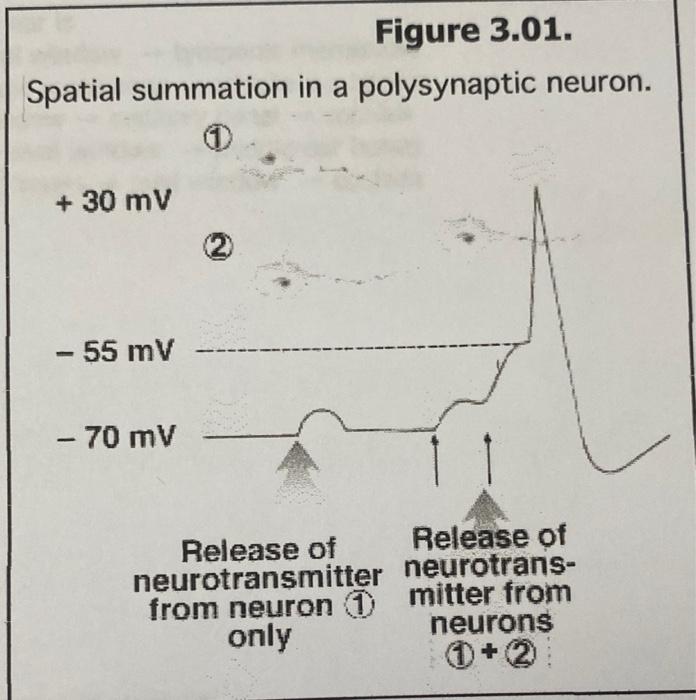 Solved 23. Spatial summation A) occurs when a single neuron | Chegg.com