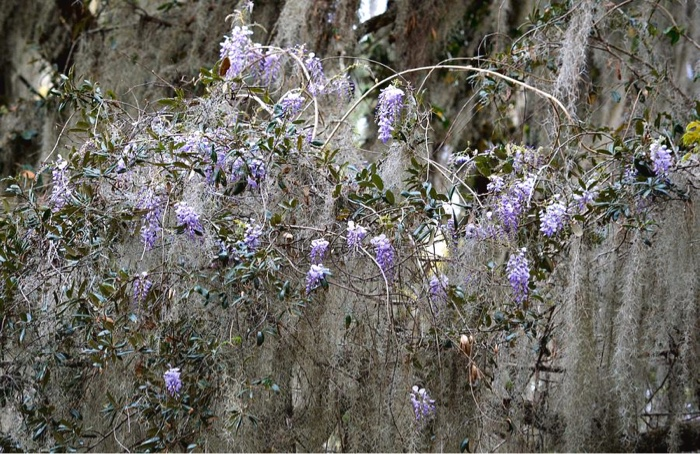 Solved . . Are cactus angiosperms? If so paste a picture of | Chegg.com