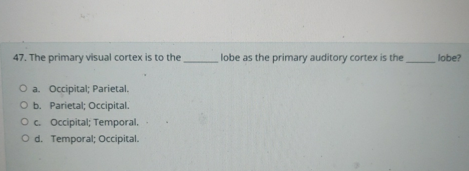Solved The primary visual cortex is to the lobe as the | Chegg.com