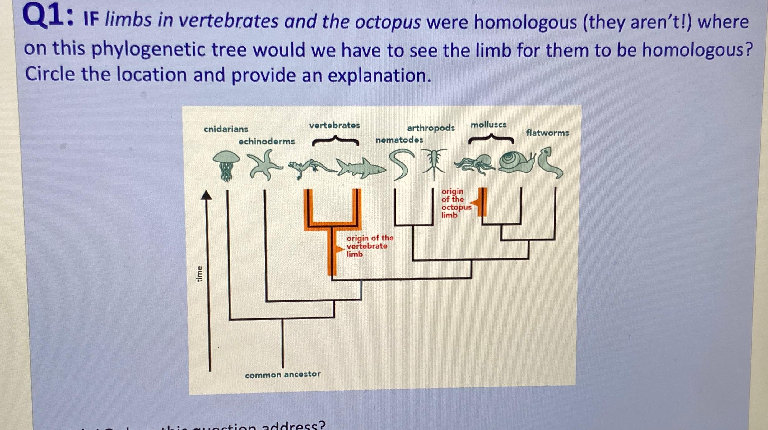 Solved Q1: IF limbs in vertebrates and the octopus were | Chegg.com