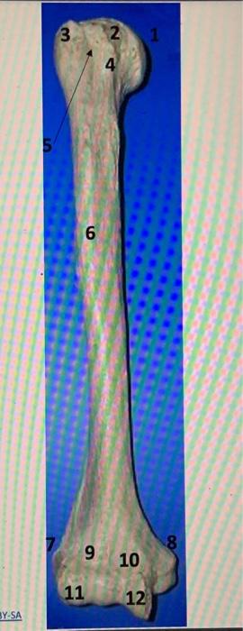 Solved Humerus Anatomy Review 1. Identify if it is left or | Chegg.com