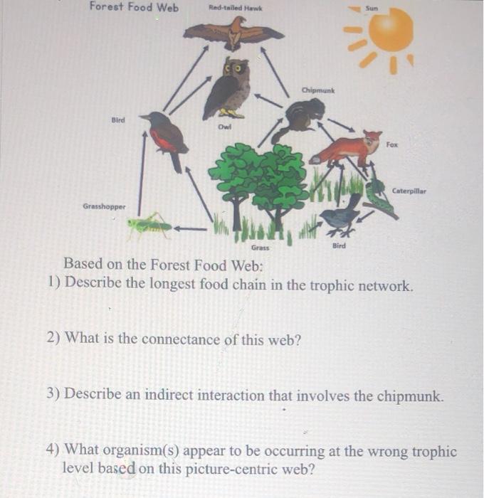 Solved Forest Food Web Red-tailed Hawk Sun Chipmunk Bird Owl | Chegg.com