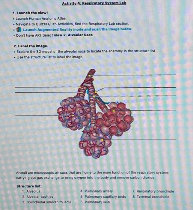 Activity 4: Respiratory System Lab 1. Launch the | Chegg.com