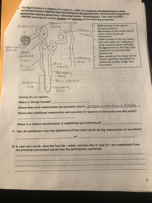 Solved The figure below is a diagram of a nephron. LABEL the | Chegg.com