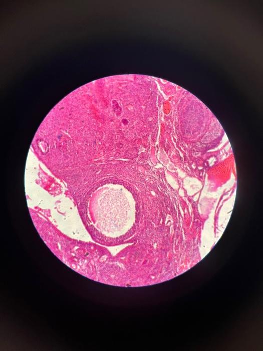 Solved label the following structures into the mammalian | Chegg.com