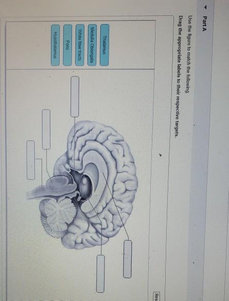 Solved Part A Use the figure to match the following Drag the | Chegg.com