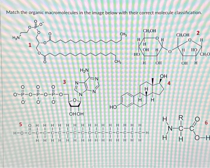 Solved Match the organic macromolecules in the image below | Chegg.com