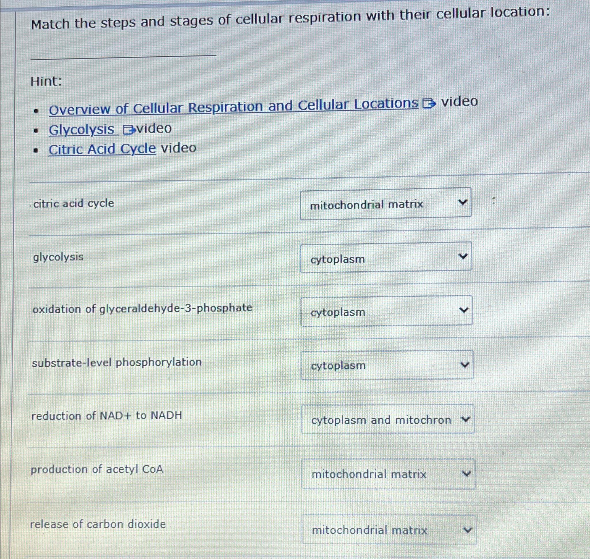 Solved Match the steps and stages of cellular respiration | Chegg.com