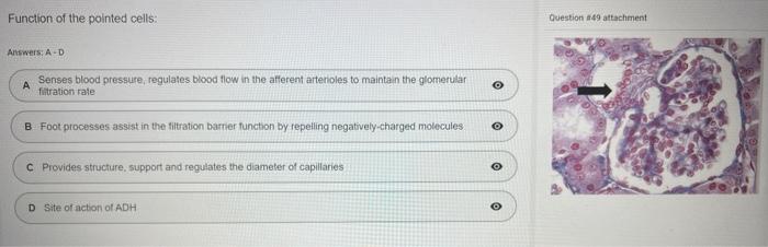 Solved Function of the pointed cells: Question a 49 | Chegg.com