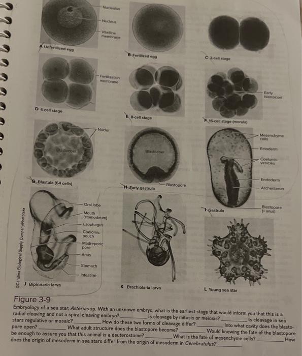 Solved Spiral cleavage 2-cell stage 4-cell stage 8-cell | Chegg.com