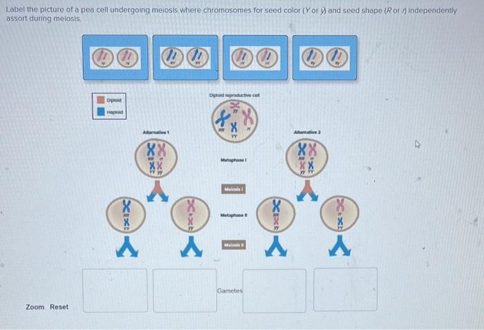 Solved Label the picture of a pea cell underaoing meiosis | Chegg.com