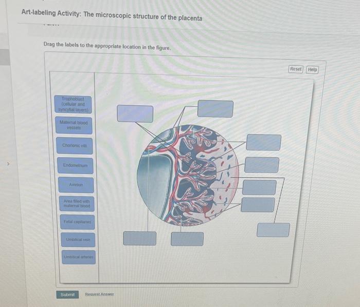 Solved Art-labeling Activity: The microscopic structure of | Chegg.com