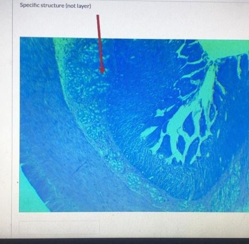 Solved Layer? Specific structure (not layer) What are | Chegg.com
