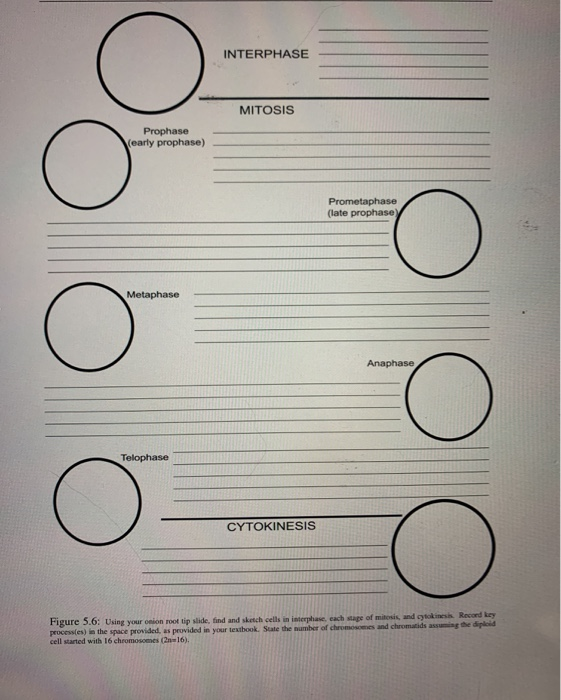 Solved INTERPHASE MITOSIS Prophase early prophase) ( ) | Chegg.com