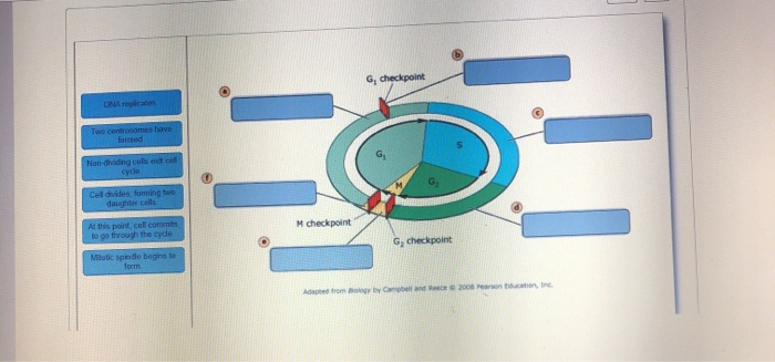 Part B- Phases of the cell cycle The cell cycle | Chegg.com
