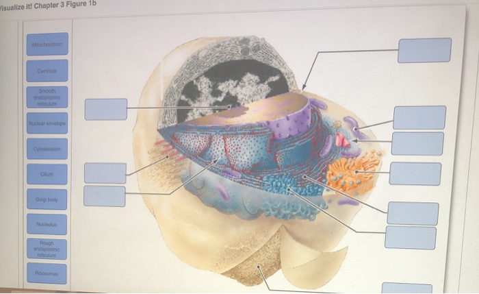 Solved Visualize It! Chapter 3 Figure 1b Mitochondrion | Chegg.com