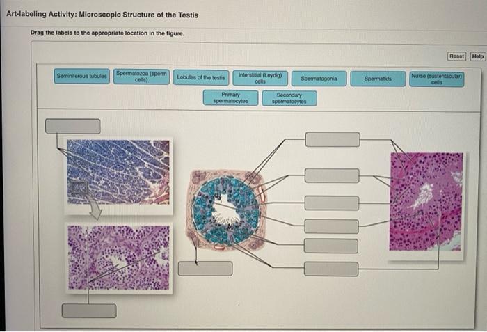 Solved Art-labeling Activity: Microscopic Structure of the | Chegg.com
