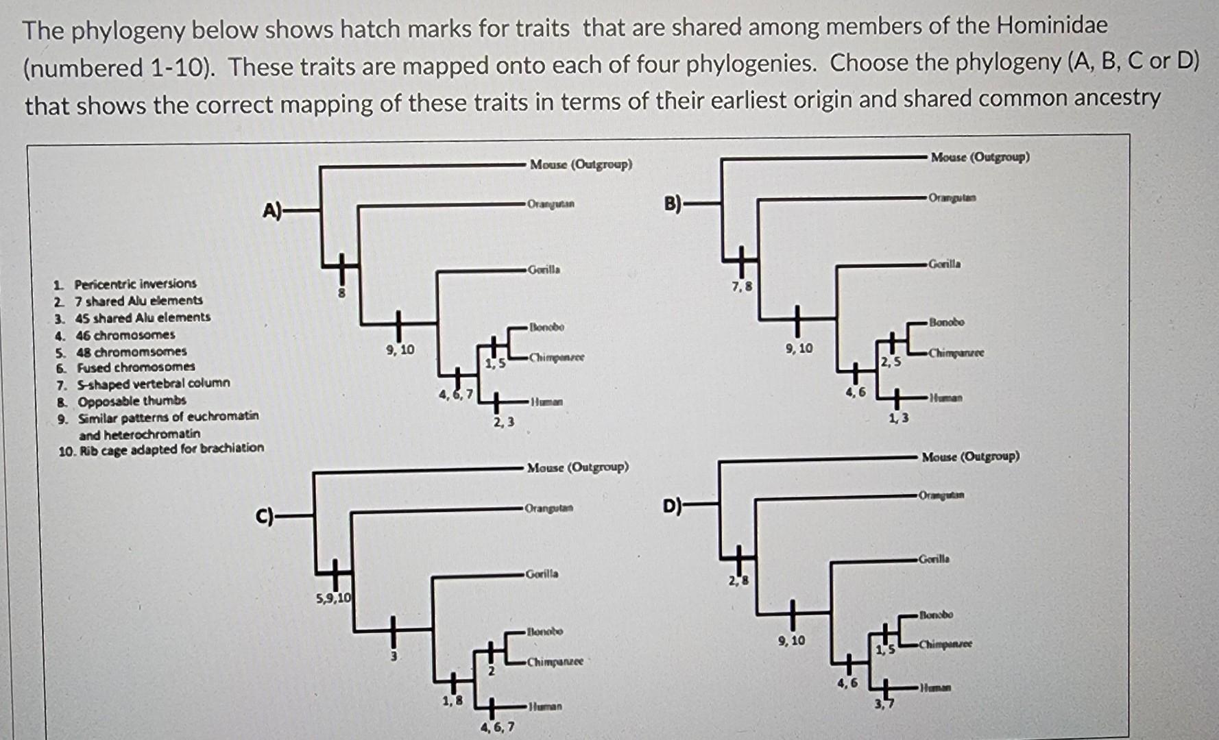 Solved The phylogeny below shows hatch marks for traits that | Chegg.com