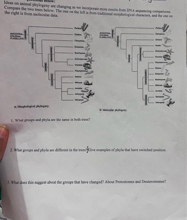Solved Ideas on animal phylogeny are changing as we | Chegg.com