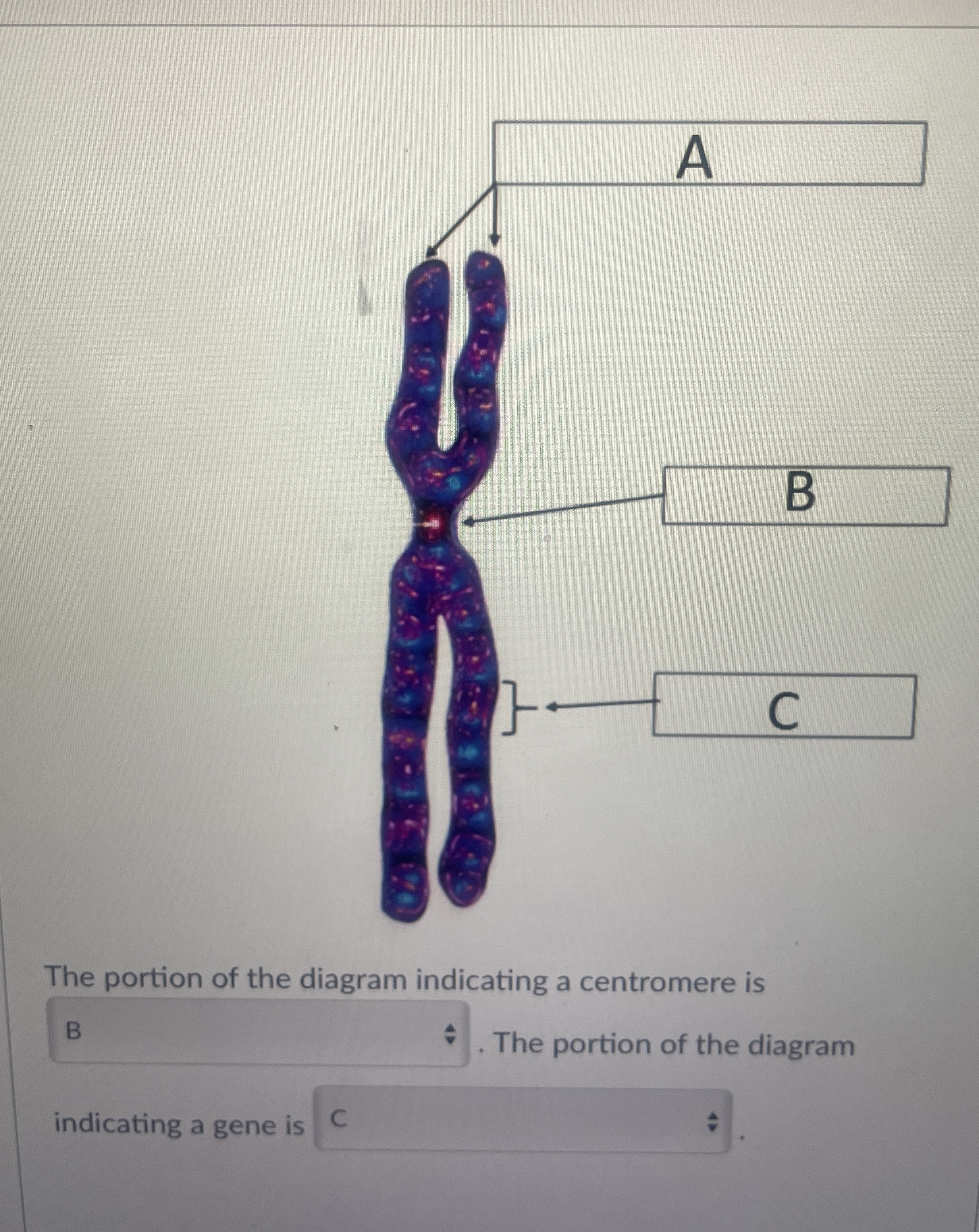 Solved The portion of the diagram indicating a centromere | Chegg.com