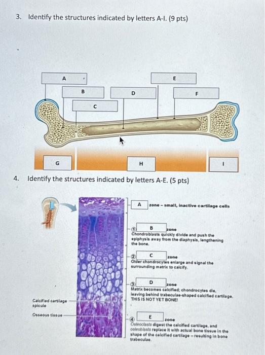 Solved 1. Identify the structures indicated by letters A-E. | Chegg.com