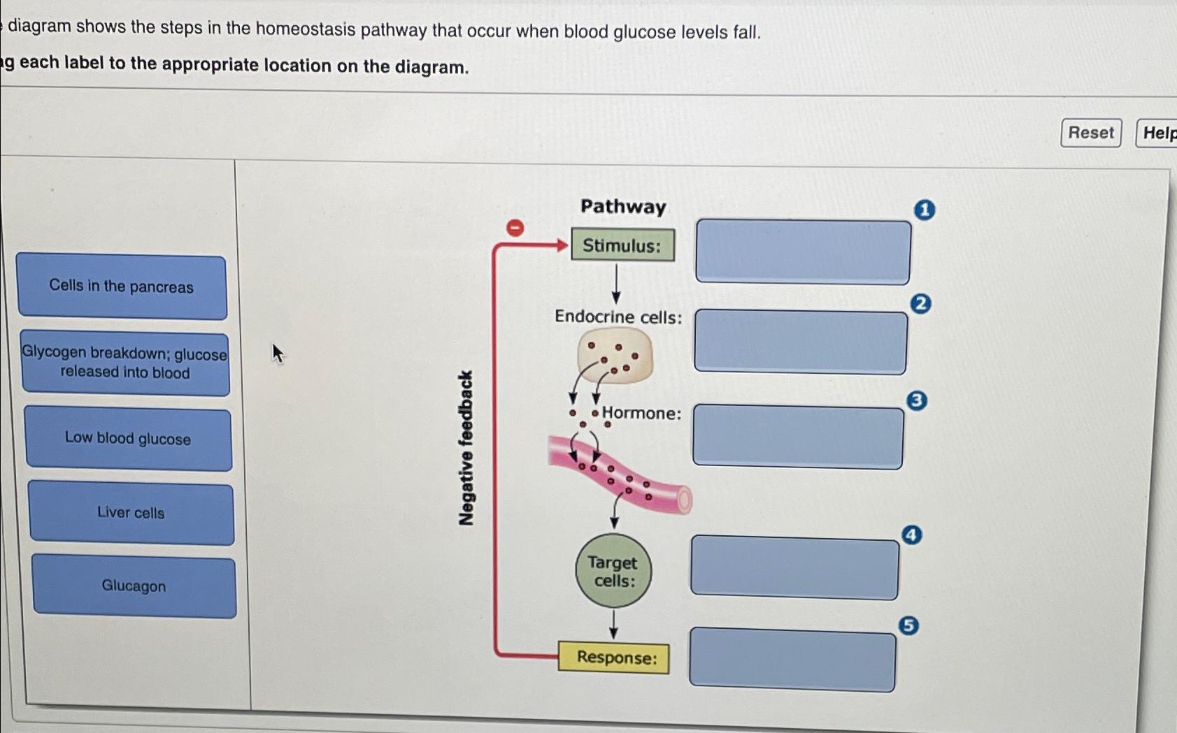 The Diagram Shows The Steps In The Homeostasis Pathway Pathway