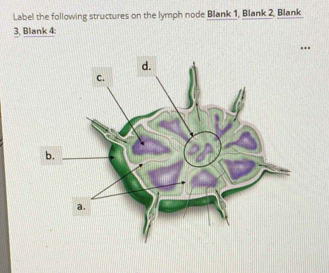 Solved Label the following structures on the lymph node (A-D | Chegg.com