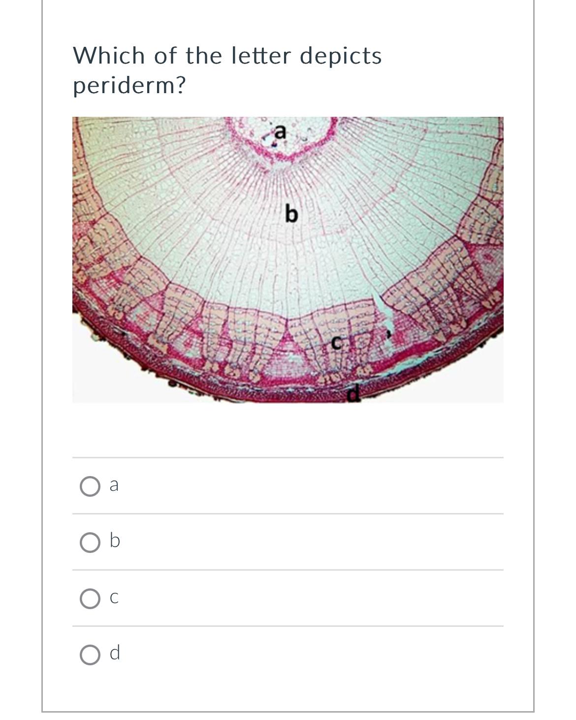 Solved Which of the letter depicts periderm?abCd | Chegg.com