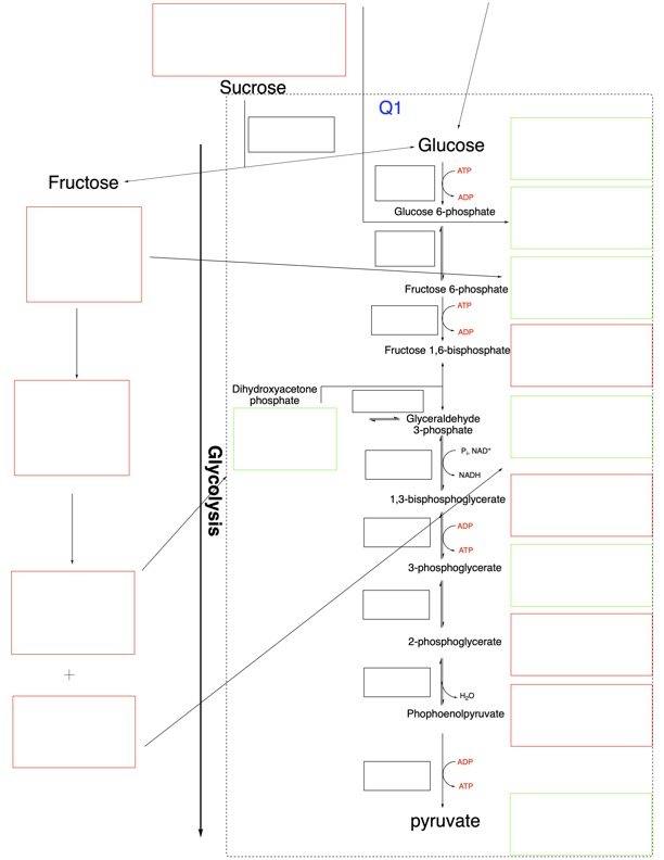 Please fill in the chart provided for Glycolysis | Chegg.com