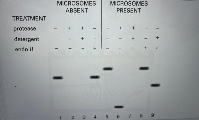 MICROSOMES ABSENT MICROSOMES PRESENT TREATMENT + - | Chegg.com