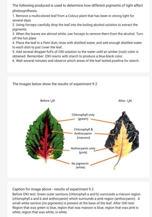 Solved The different regions of a coleus leaf will allow us | Chegg.com