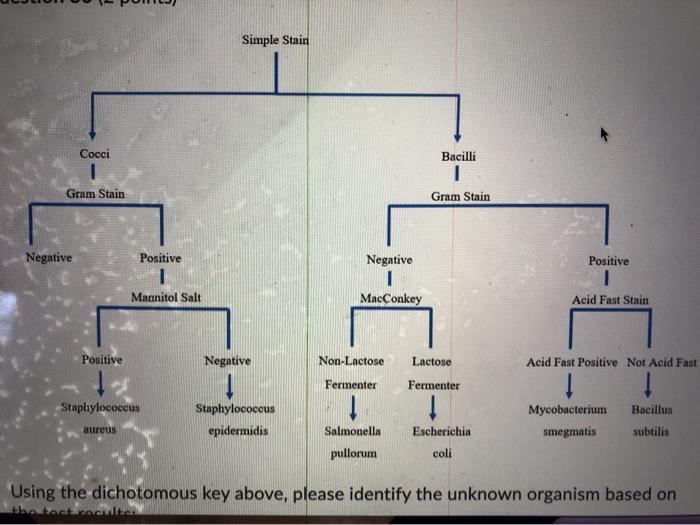 Solved Using the dichotomous key above, please identify the | Chegg.com