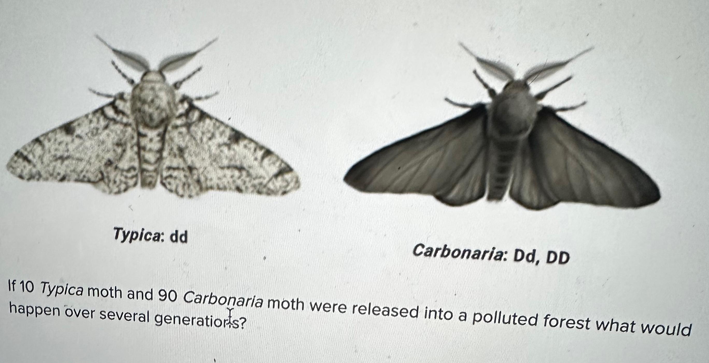 Solved Typica: ddCarbonaria: Dd, ﻿DDIf 10 ﻿Typica moth and | Chegg.com