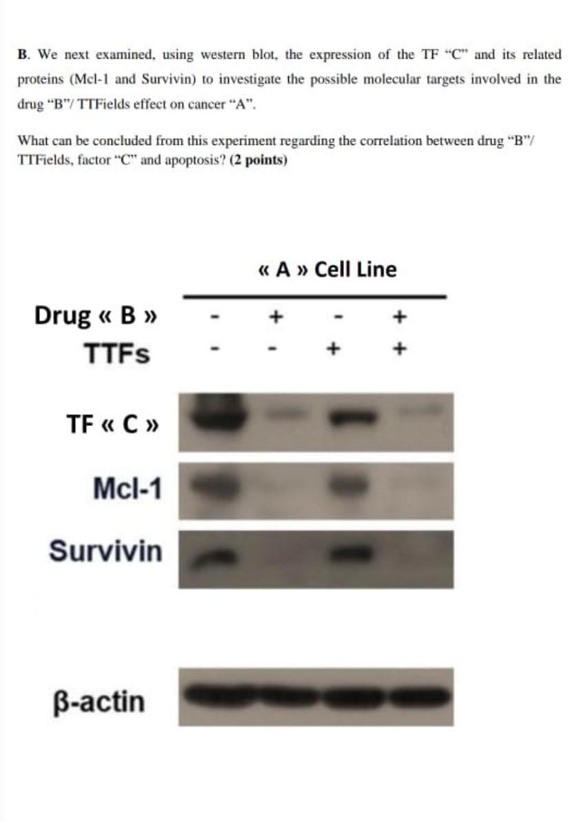 Solved B. ﻿We next examined, using western blot, the | Chegg.com