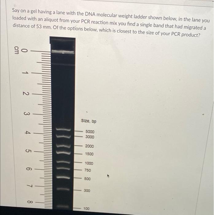 Solved Say on a gel having a lane with the DNA molecular | Chegg.com
