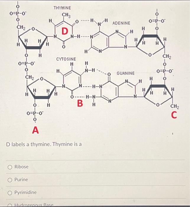 Solved D labels a thymine. Thymine is a Ribose Purine | Chegg.com