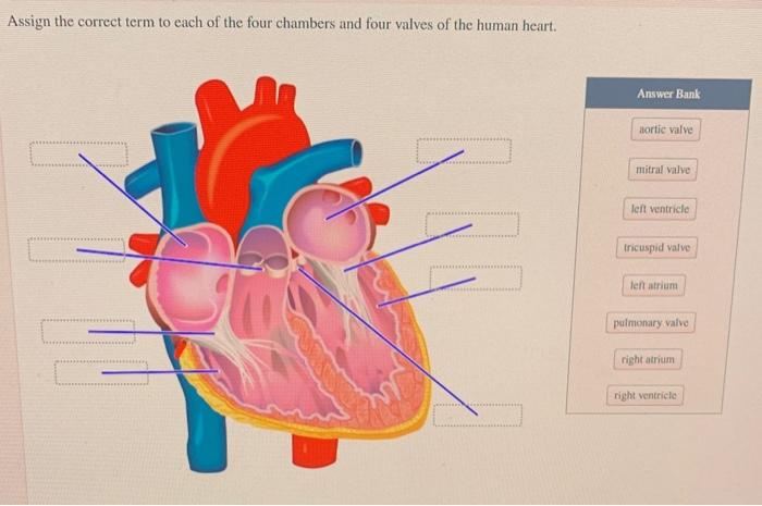 Solved Assign the correct term to each of the four chambers | Chegg.com