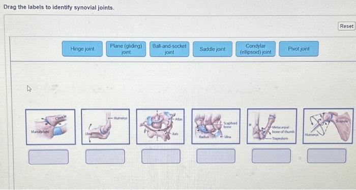 Solved Drag the labels to identify synovial joints. 4 | Chegg.com