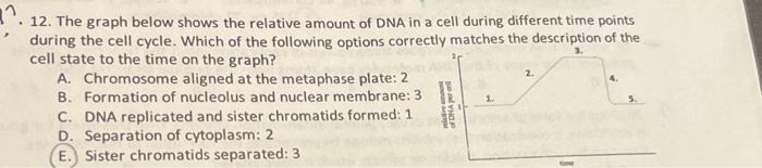 Solved 12. The graph below shows the relative amount of DNA | Chegg.com