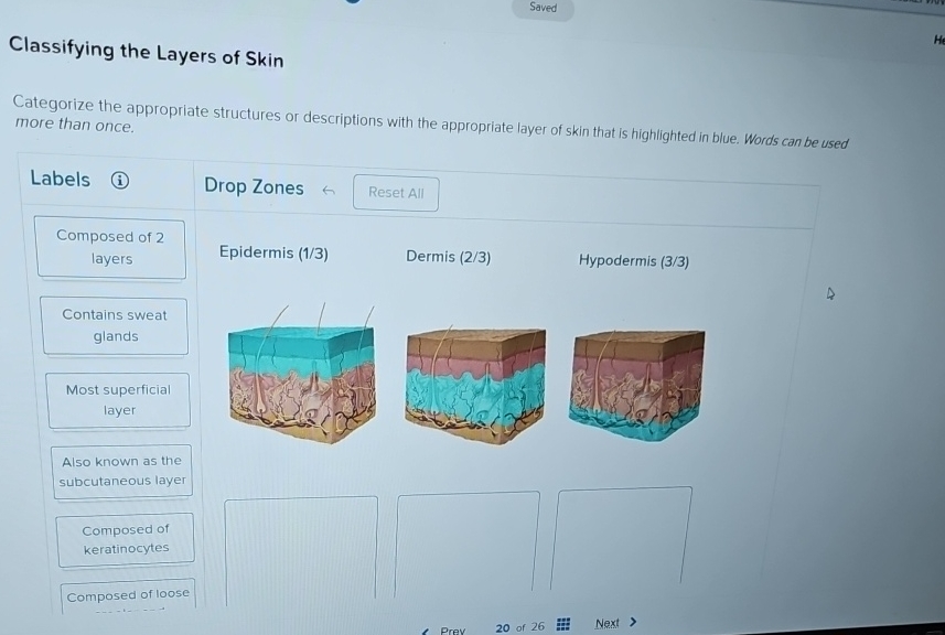 Solved SavedClassifying the Layers of SkinCategorize the | Chegg.com