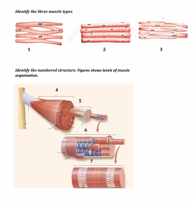 Solved Identify the three muscle types - 1 2 3 Identify the | Chegg.com