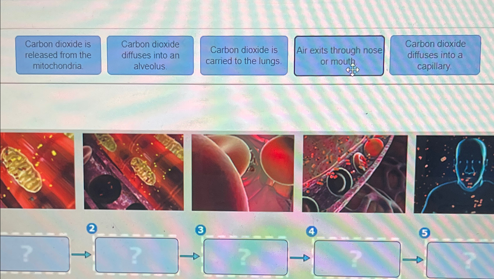 Solved Carbon dioxide is released from the | Chegg.com