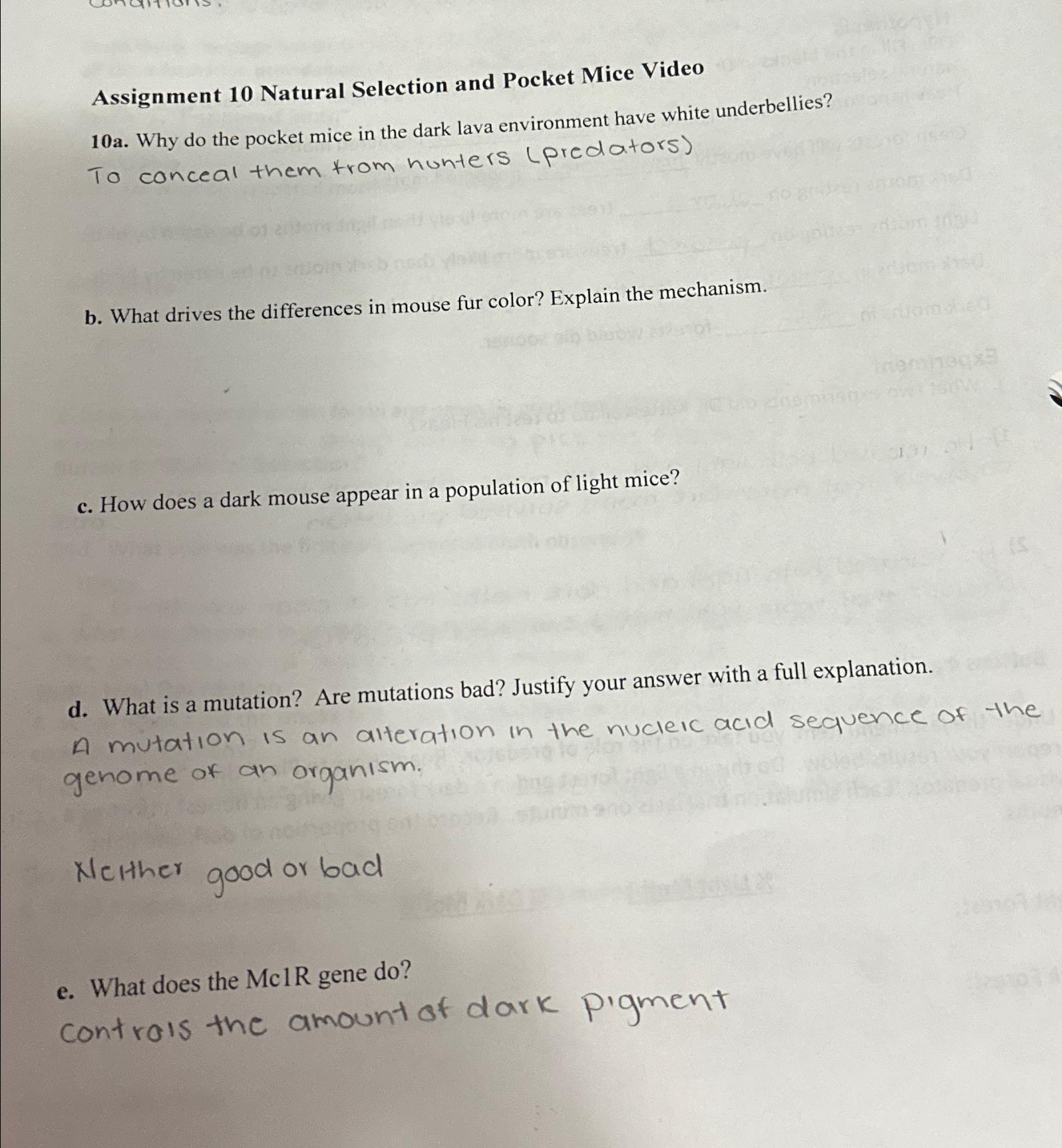 Solved Assignment 10 ﻿Natural Selection and Pocket Mice | Chegg.com