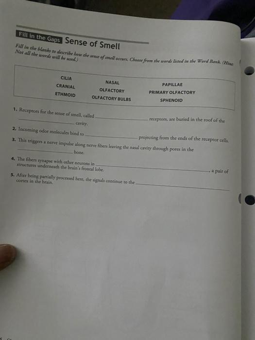 Solved -inse of Smell 1. Receptors for the iense of smeil, | Chegg.com